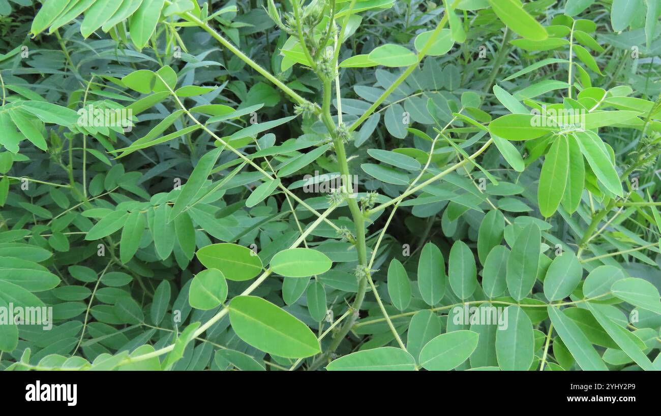 American senna (Senna hebecarpa Stock Photo - Alamy