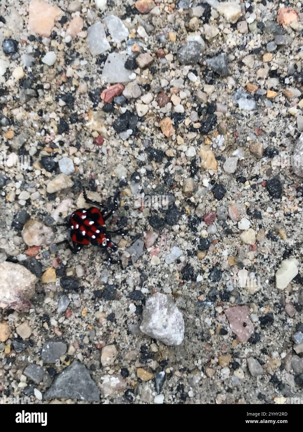 Spotted Lanternfly (Lycorma delicatula Stock Photo - Alamy