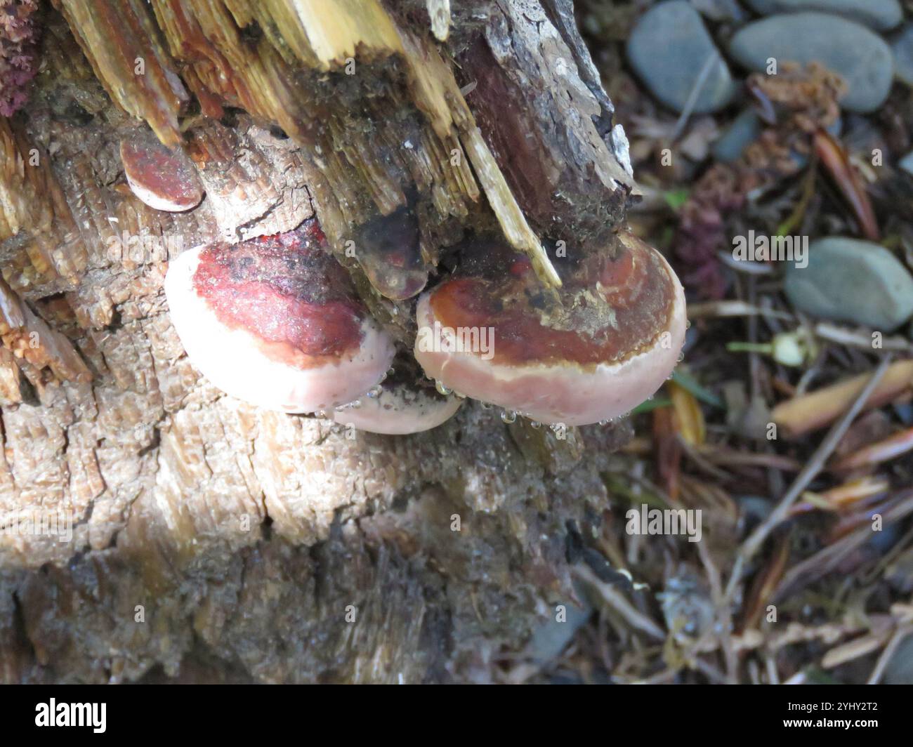 Red-banded Conks (Fomitopsis pinicola Stock Photo - Alamy