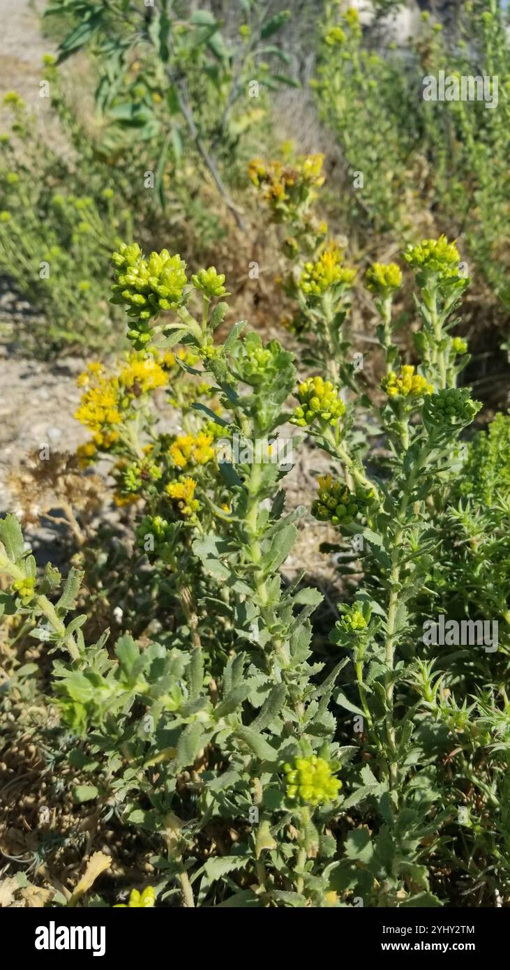 Coastal Goldenbush (Isocoma menziesii Stock Photo - Alamy