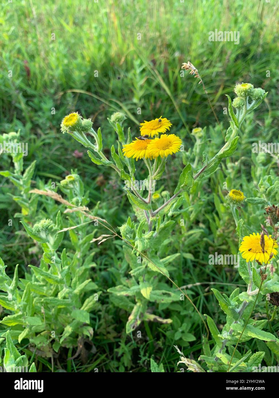 Common Fleabane (Pulicaria dysenterica Stock Photo - Alamy