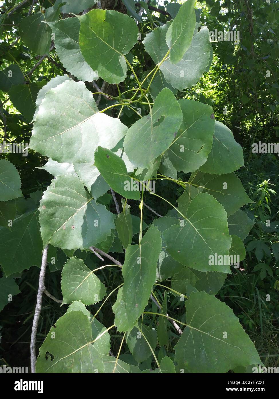 Eastern Cottonwood (Populus deltoides Stock Photo - Alamy