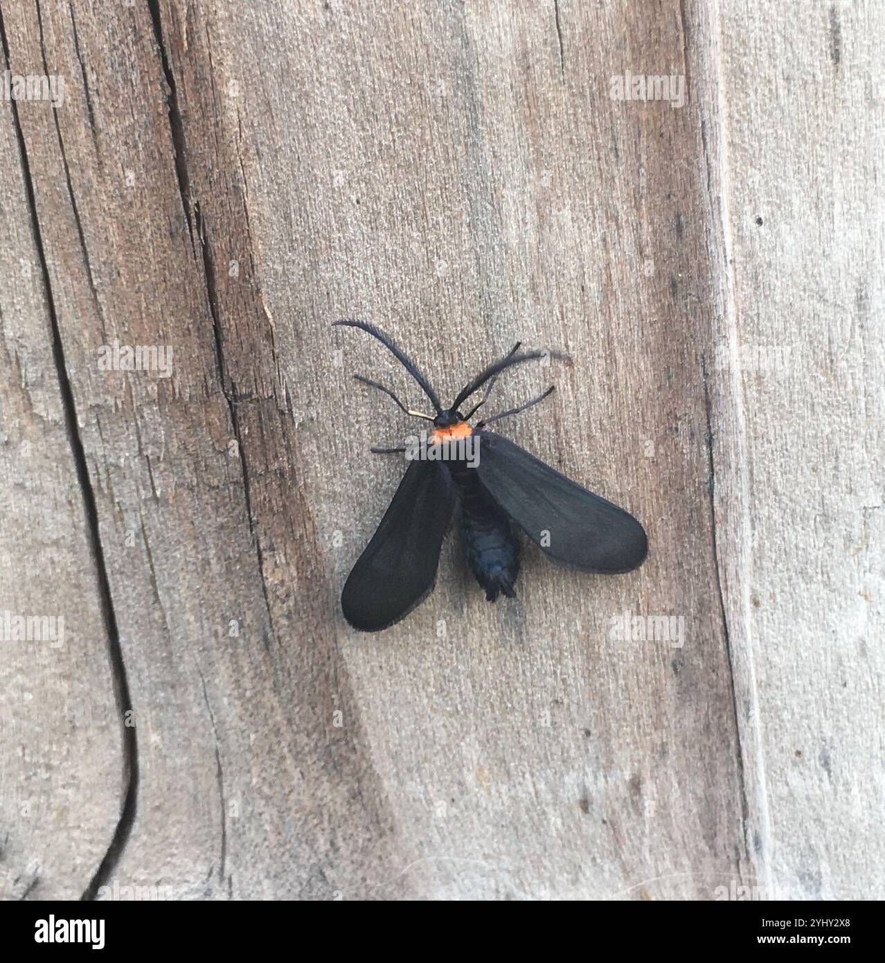 Grapeleaf Skeletonizer Moth (Harrisina americana Stock Photo - Alamy