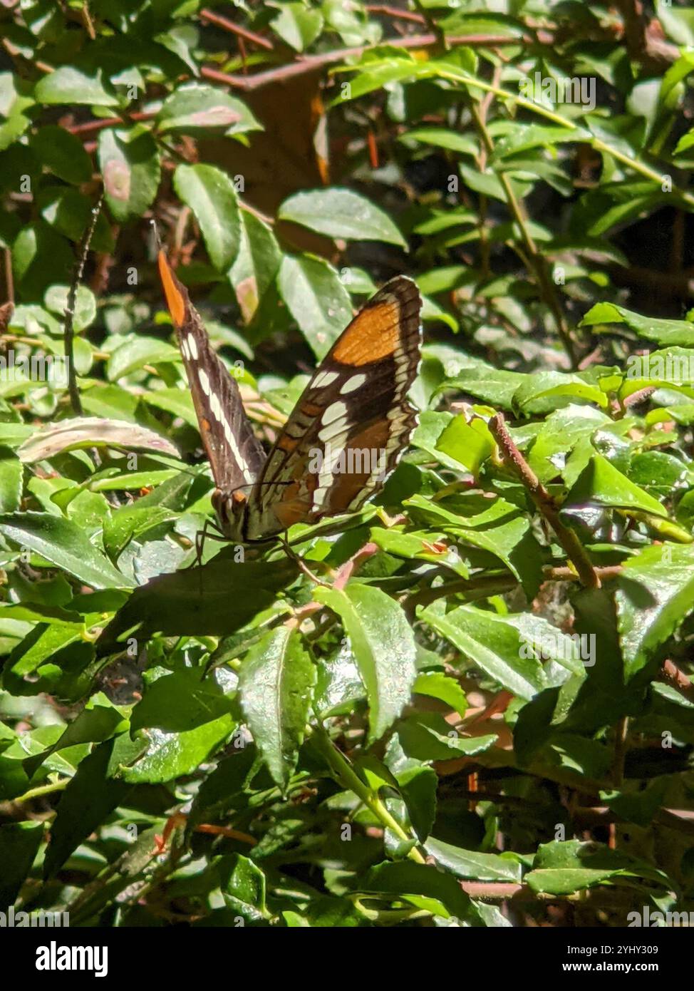 California Sister (Adelpha californica Stock Photo - Alamy