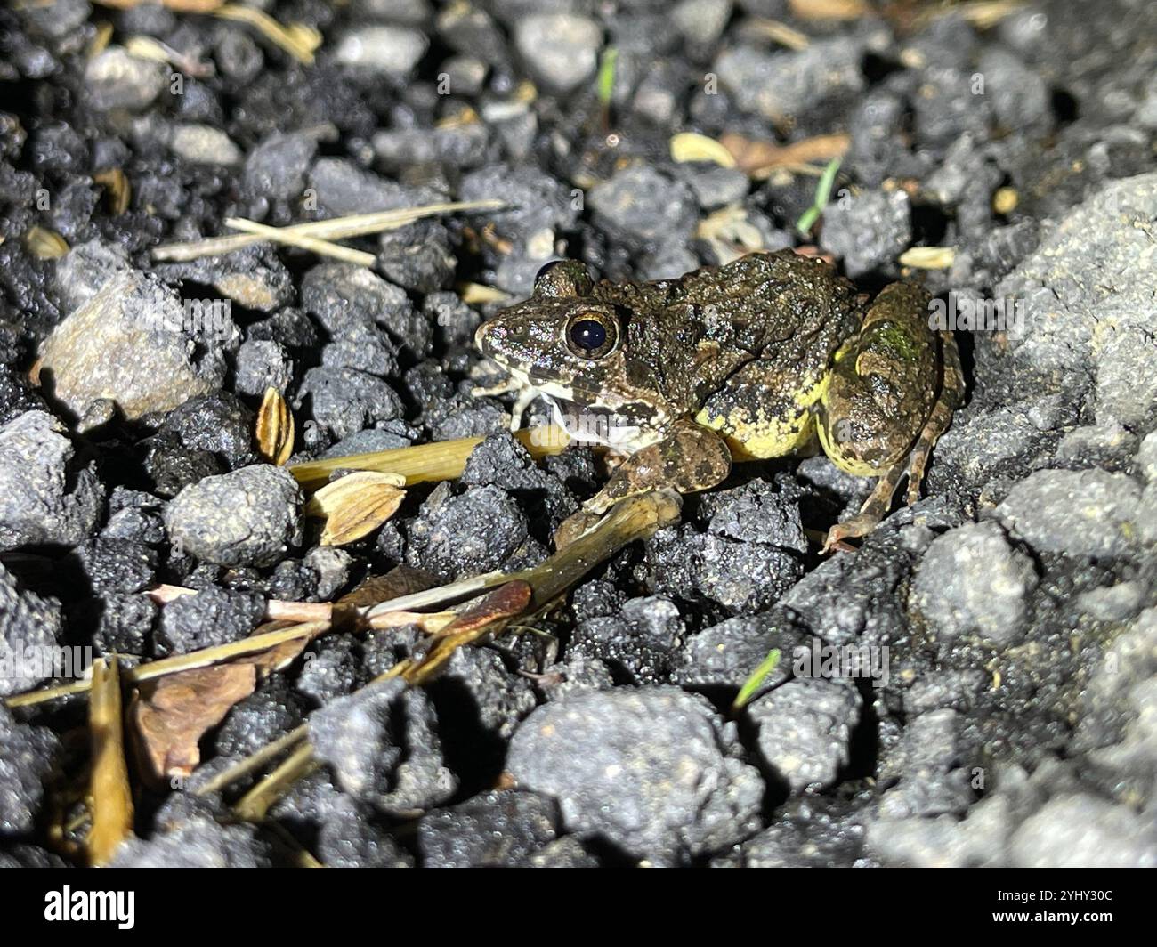 Paddy Field Frog (Fejervarya limnocharis Stock Photo - Alamy
