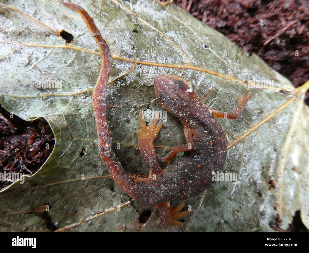 Eastern Newt (Notophthalmus viridescens Stock Photo - Alamy
