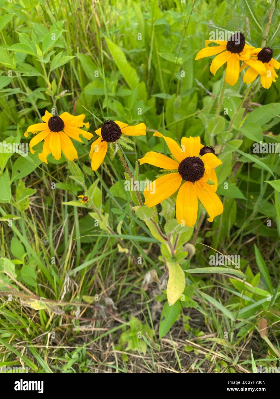sweet black-eyed Susan (Rudbeckia subtomentosa Stock Photo - Alamy