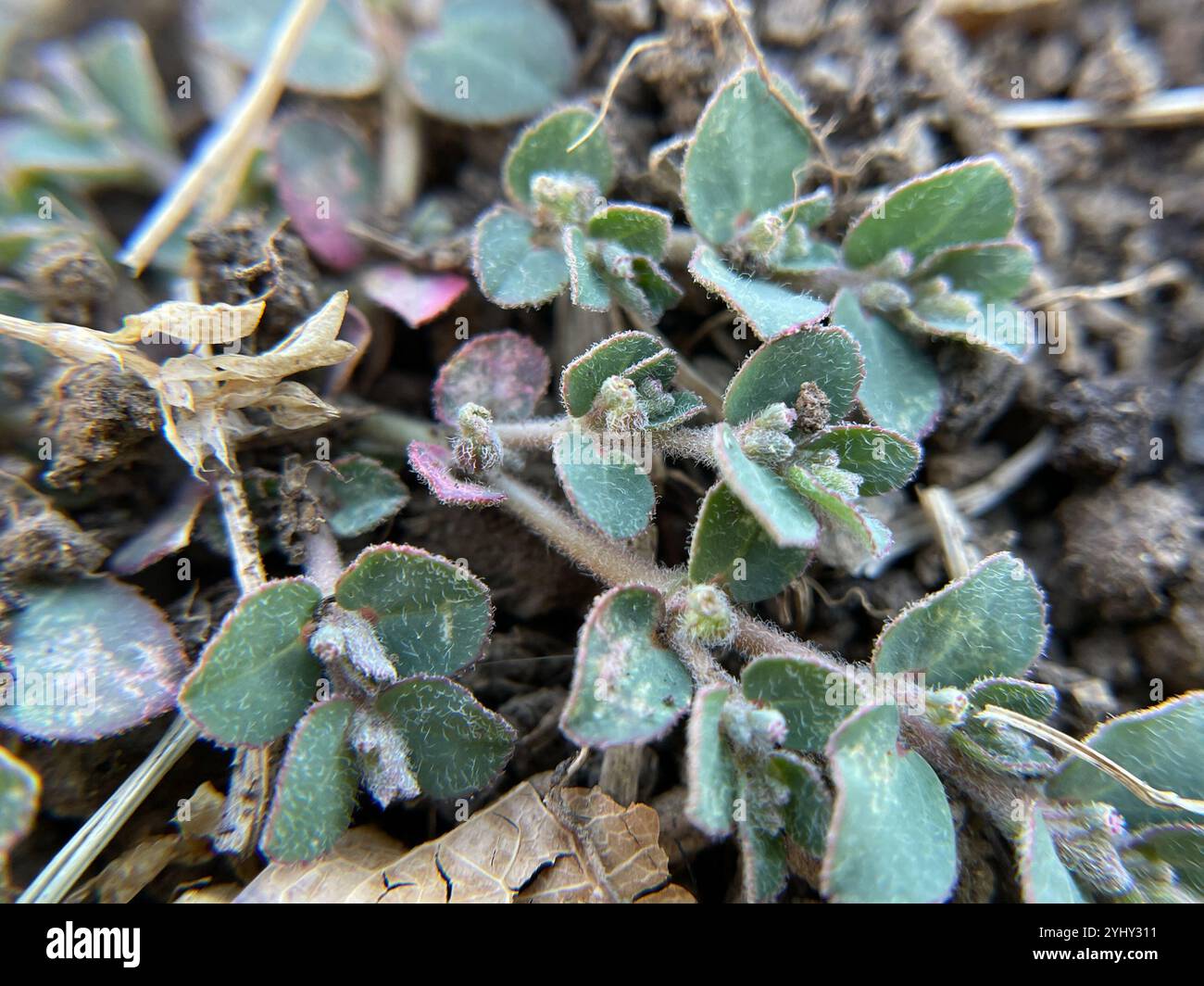 prostrate sandmat (Euphorbia prostrata Stock Photo - Alamy