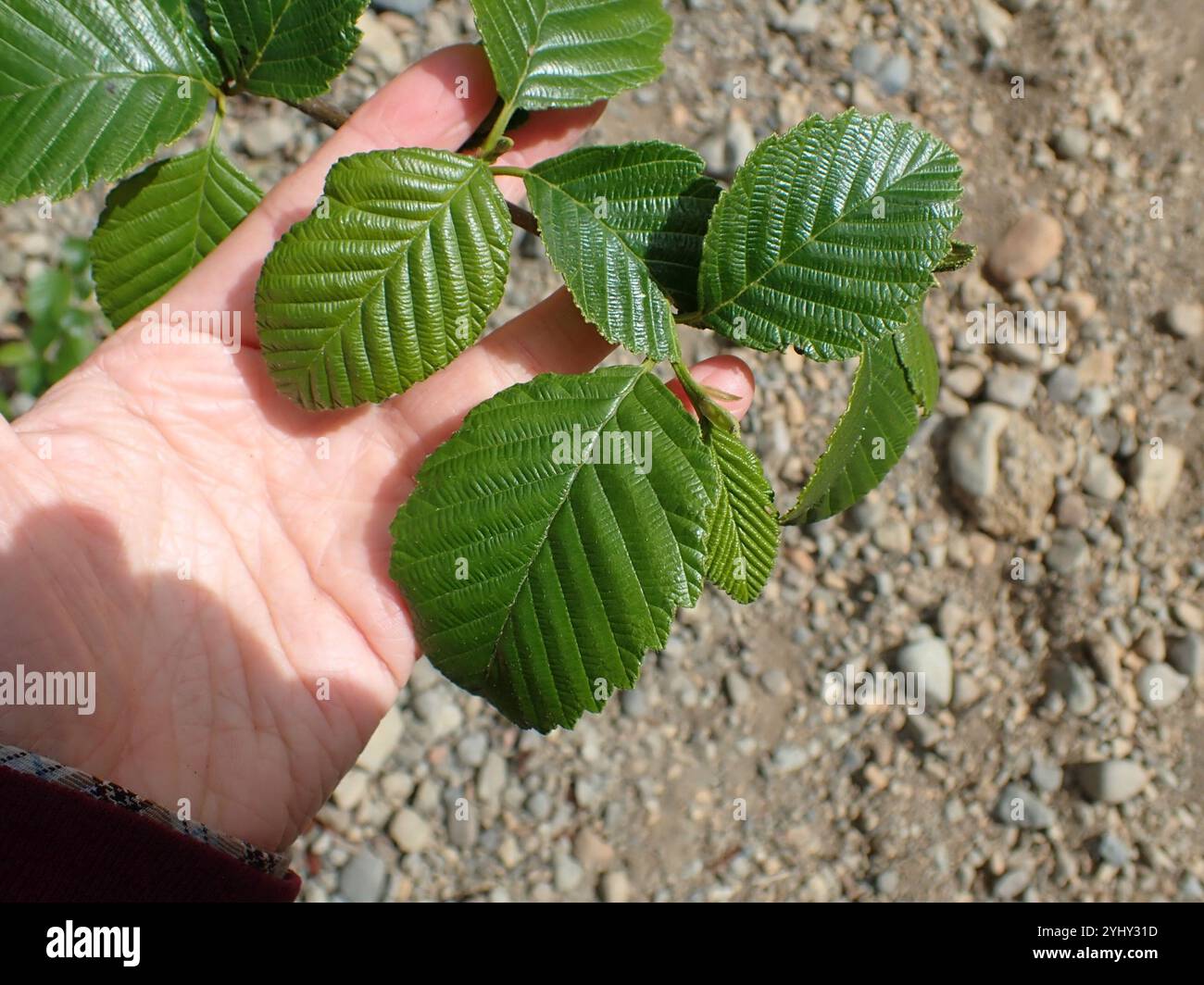 Red Alder (Alnus rubra Stock Photo - Alamy