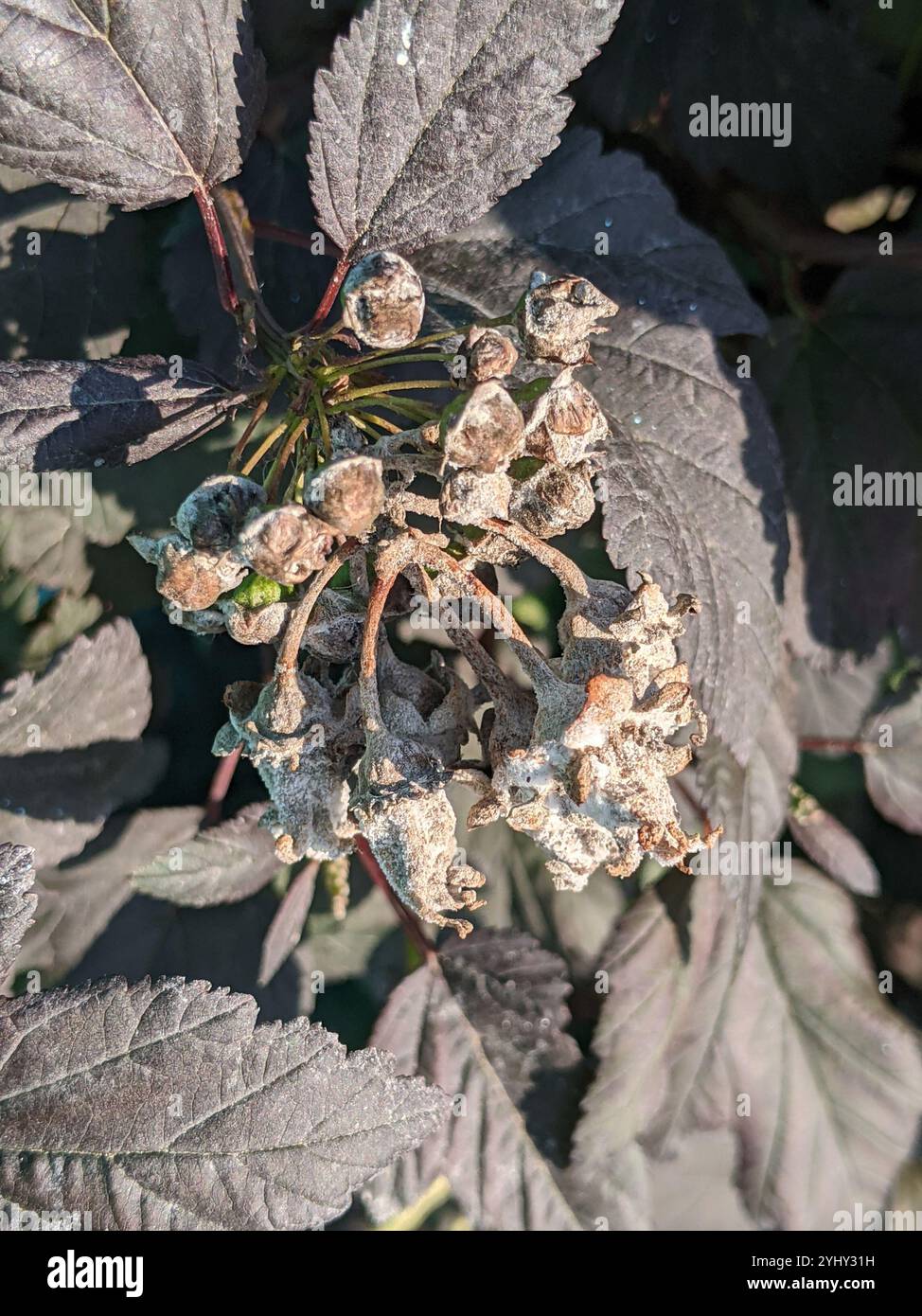 Ninebark Powdery Mildew (Podosphaera physocarpi Stock Photo - Alamy