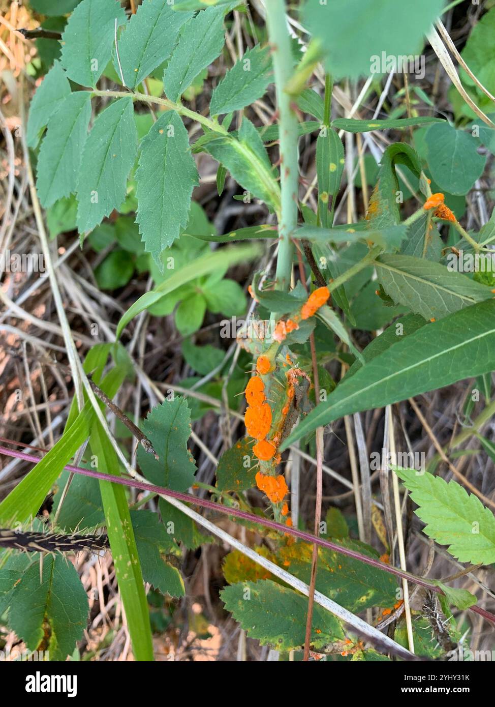 Phragmidium hi-res stock photography and images - Alamy