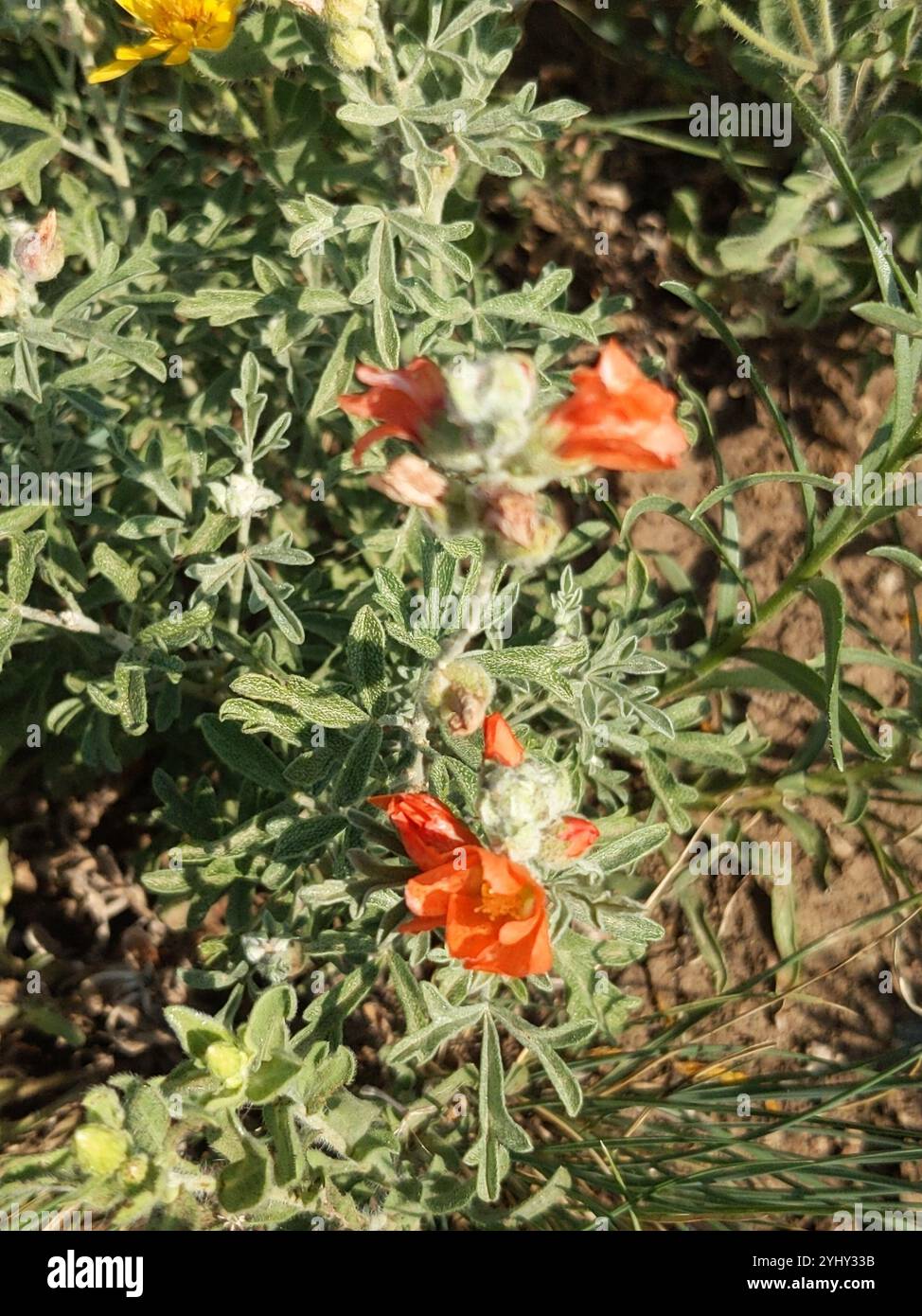 Scarlet Globemallow (Sphaeralcea coccinea Stock Photo - Alamy