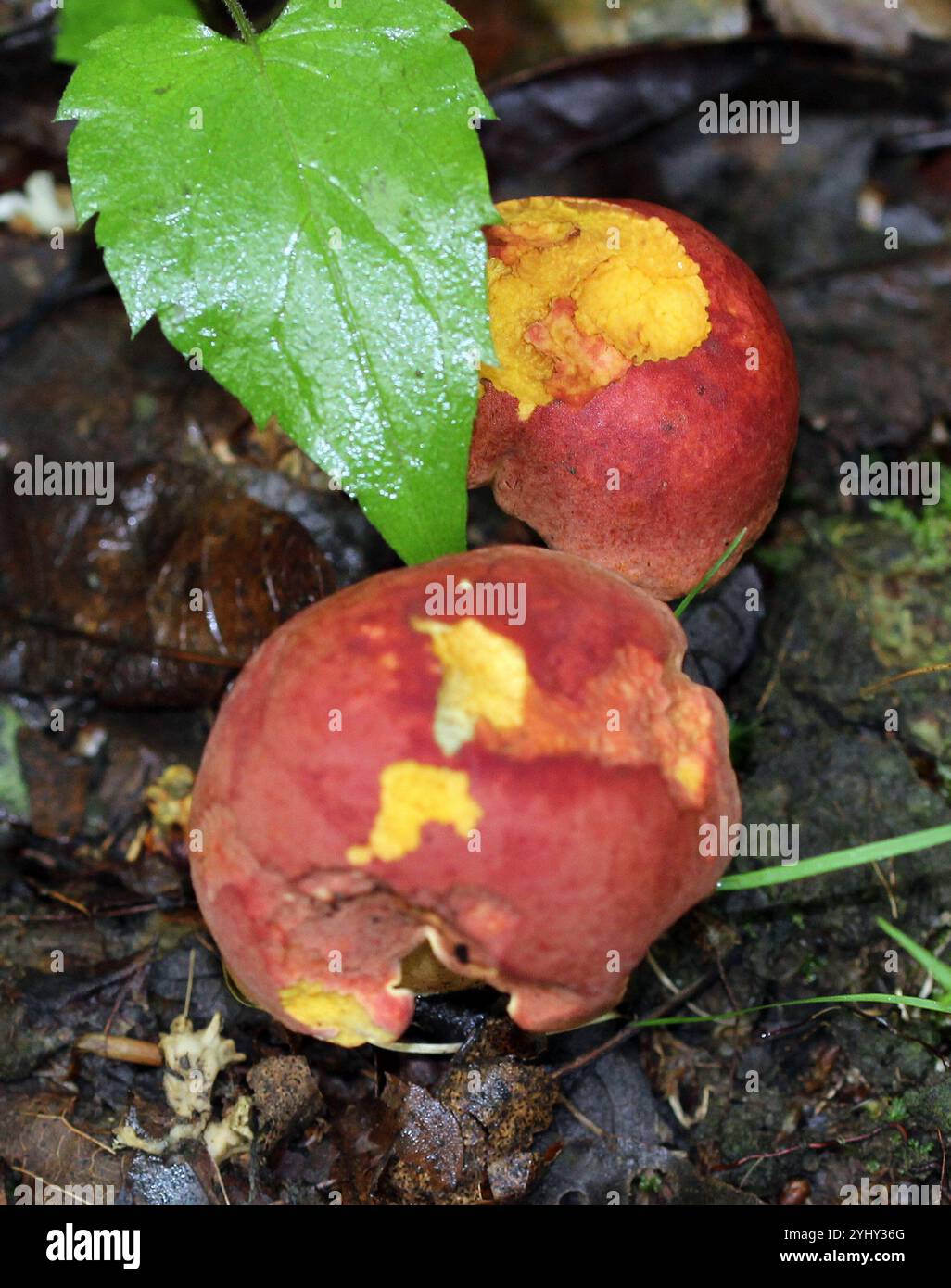 Boletus sensibilis hi-res stock photography and images - Alamy