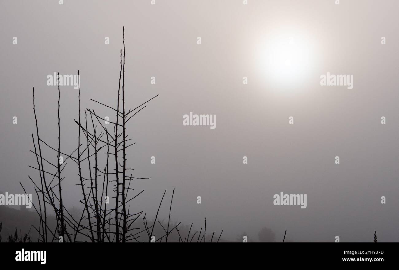 Plants in heavy frost with sun behind eerie dreamy close up Stock Photo ...