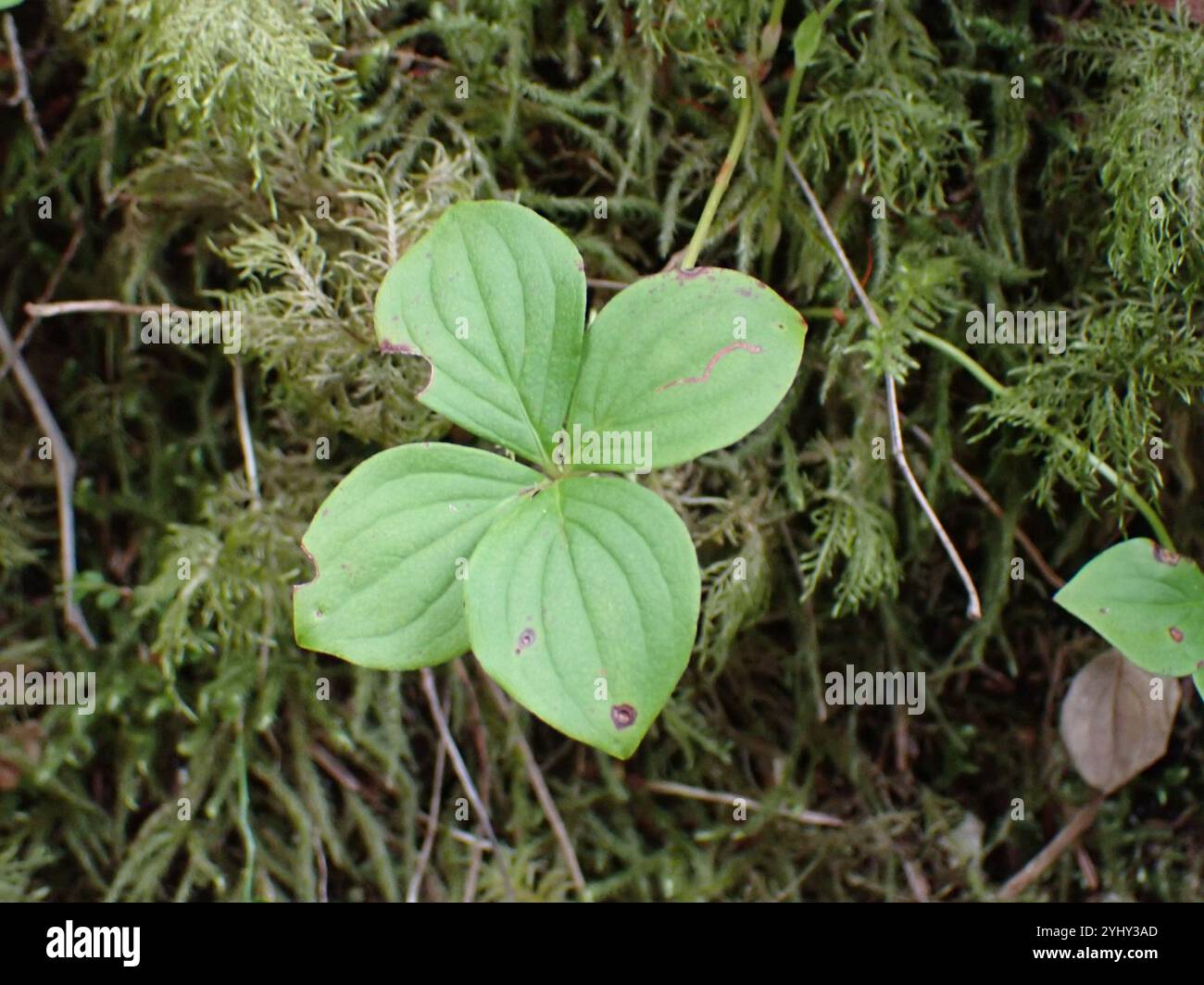 Western Bunchberry (Cornus unalaschkensis Stock Photo - Alamy