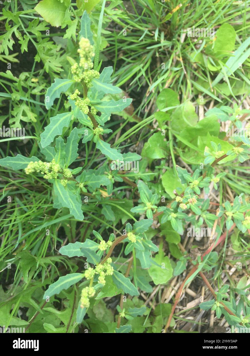 Oak leaved goosefoot hi-res stock photography and images - Alamy