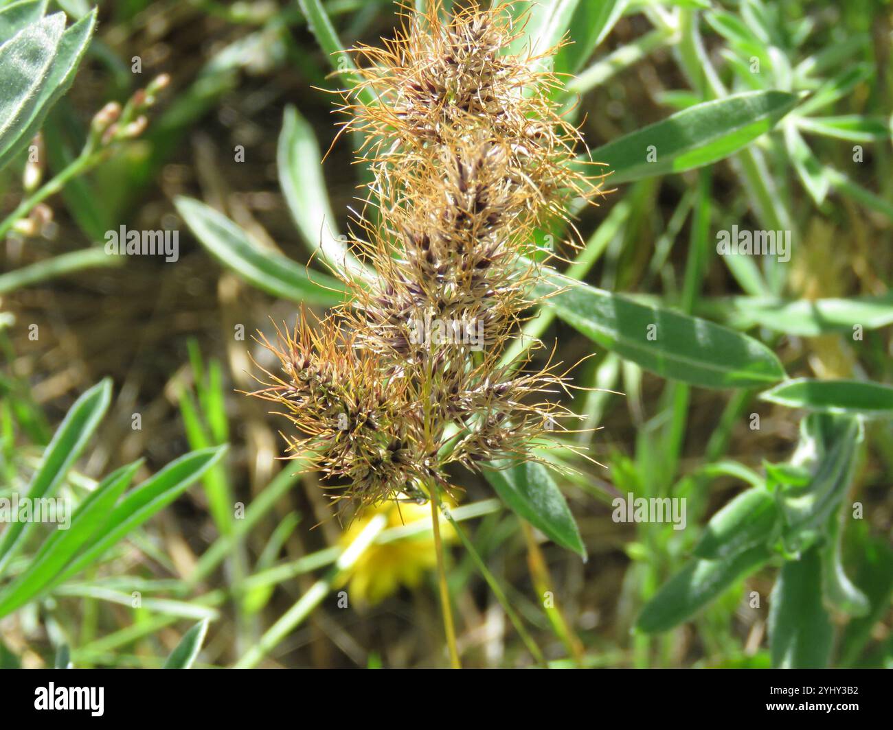 Bulbous Bluegrass (Poa bulbosa Stock Photo - Alamy