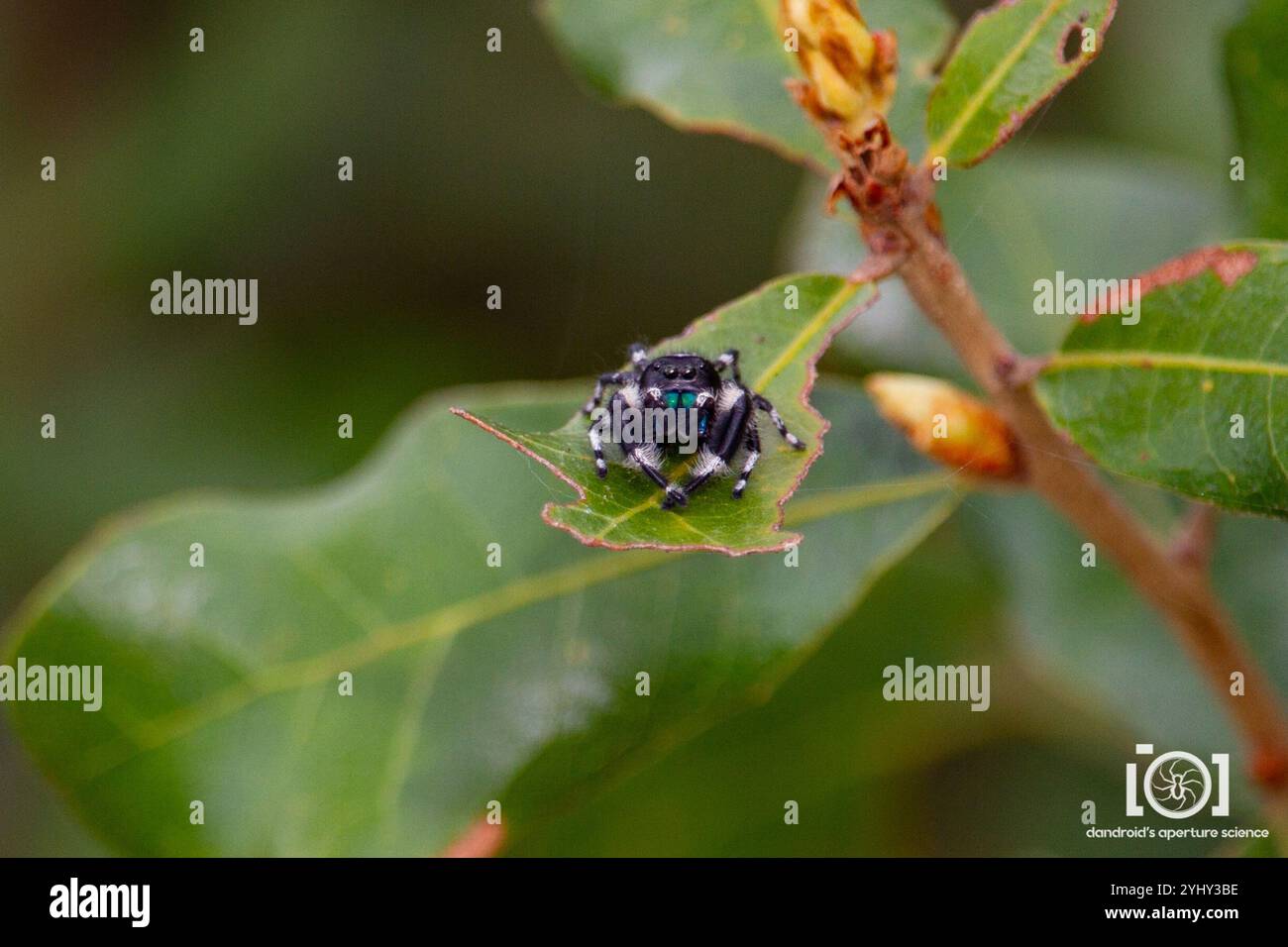 Workman's Jumping Spider (Phidippus workmani Stock Photo - Alamy