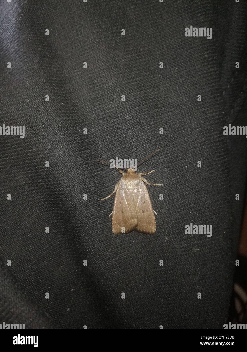 Mouse Moth (Amphipyra tragopoginis Stock Photo - Alamy