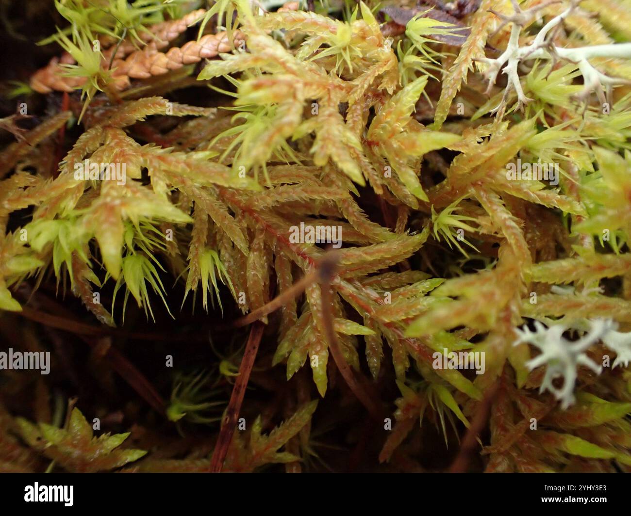 big red stem moss (Pleurozium Stock Photo - Alamy