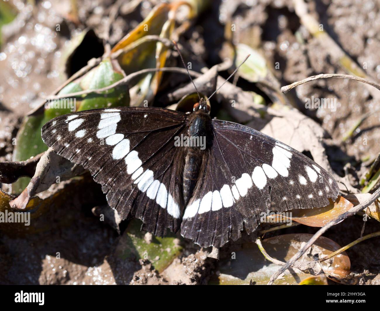 Limenitis weidemeyerii hi-res stock photography and images - Alamy