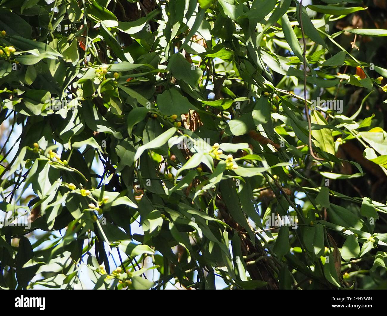 Chinese Pothos (Pothos chinensis Stock Photo - Alamy