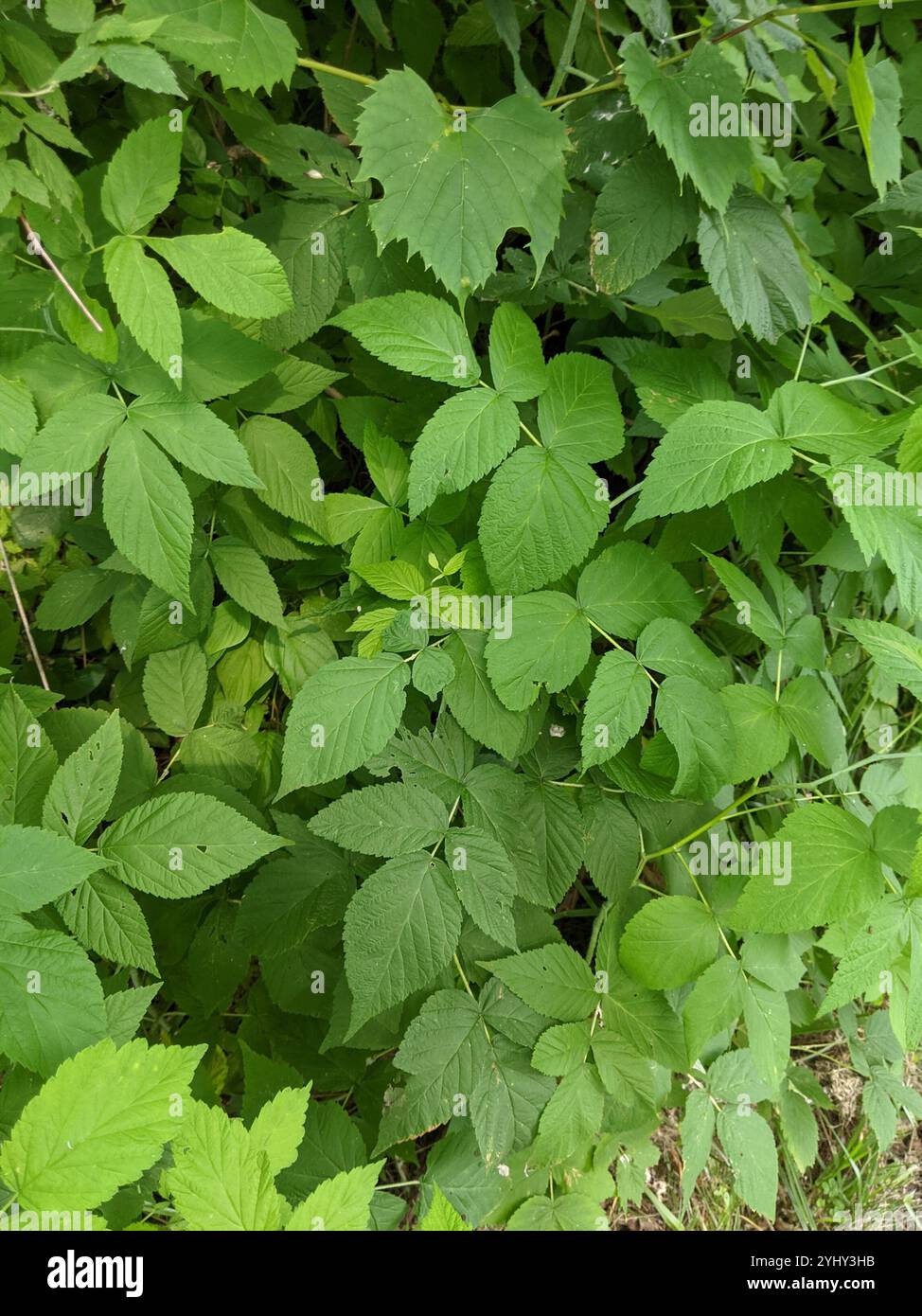 red raspberry (Rubus idaeus Stock Photo - Alamy