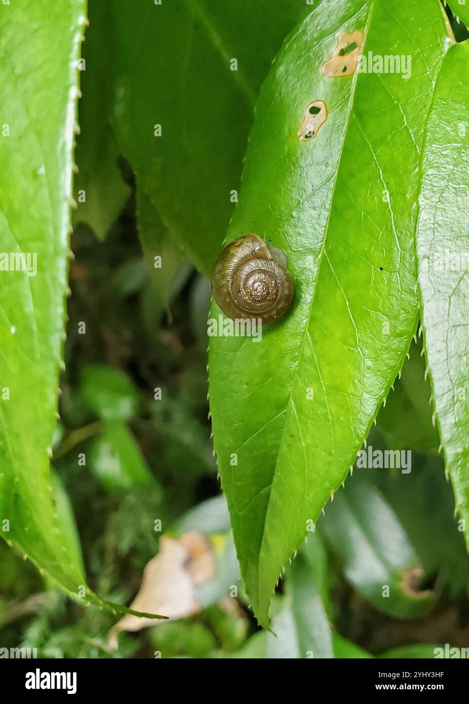 Common Land Snails and Slugs (Stylommatophora Stock Photo - Alamy