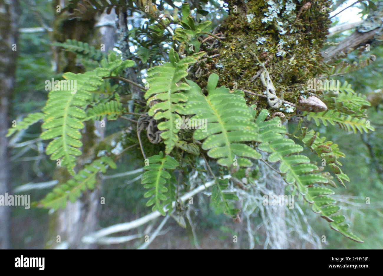 resurrection fern (Pleopeltis michauxiana Stock Photo - Alamy