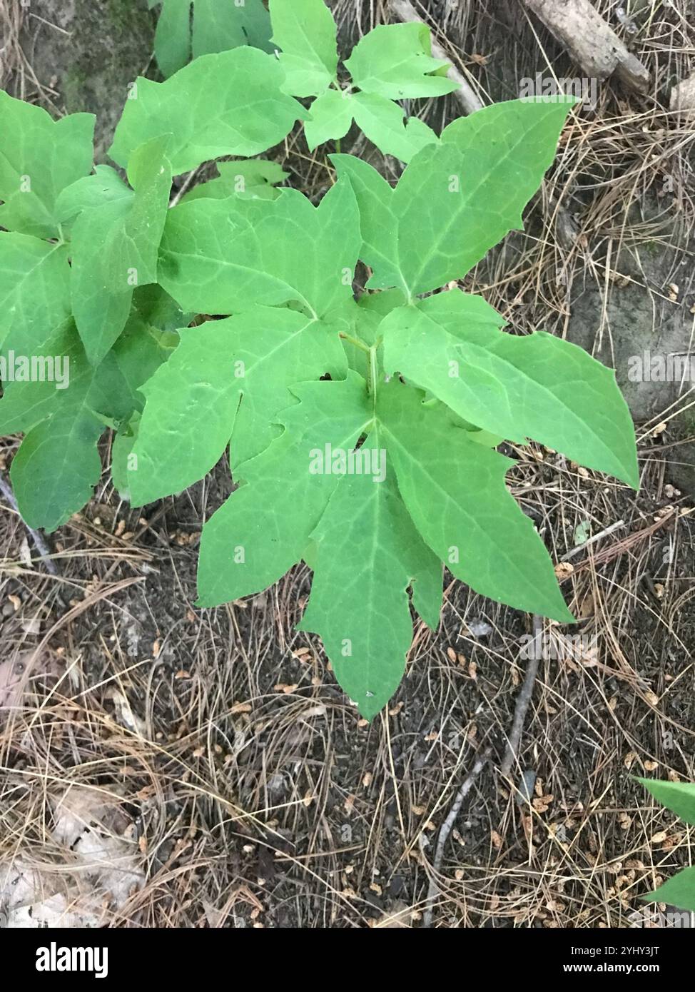 three-leaved rattlesnake root (Nabalus trifoliolatus Stock Photo - Alamy