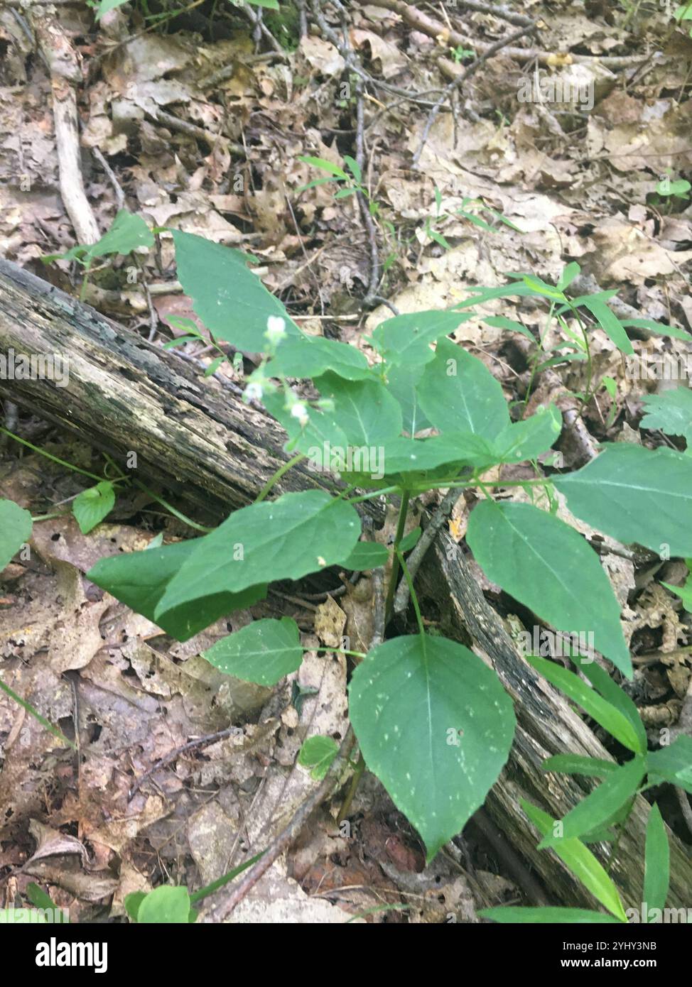 broadleaf enchanter's nightshade (Circaea canadensis Stock Photo - Alamy