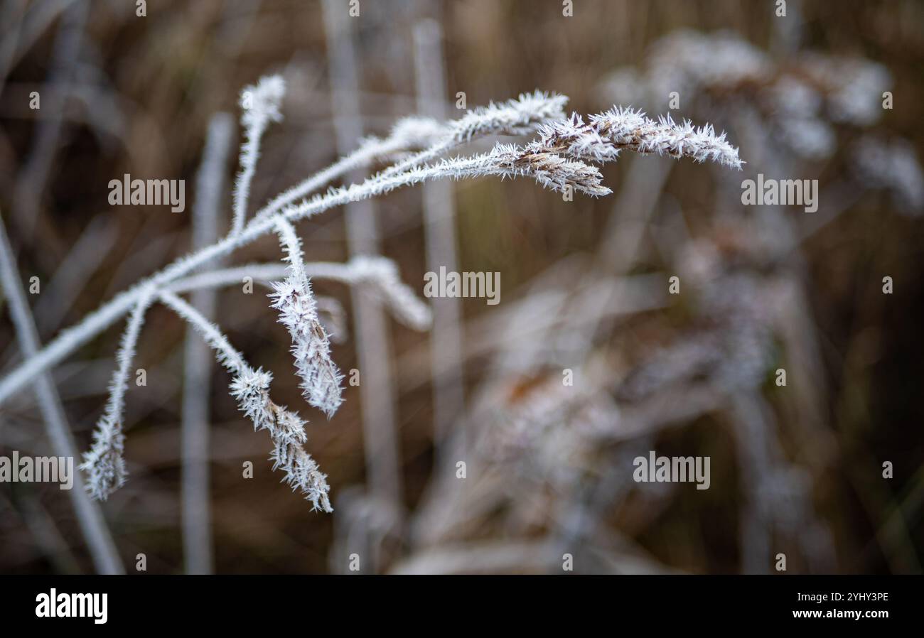 Plants covered in frost hoar close up delicate Stock Photo - Alamy