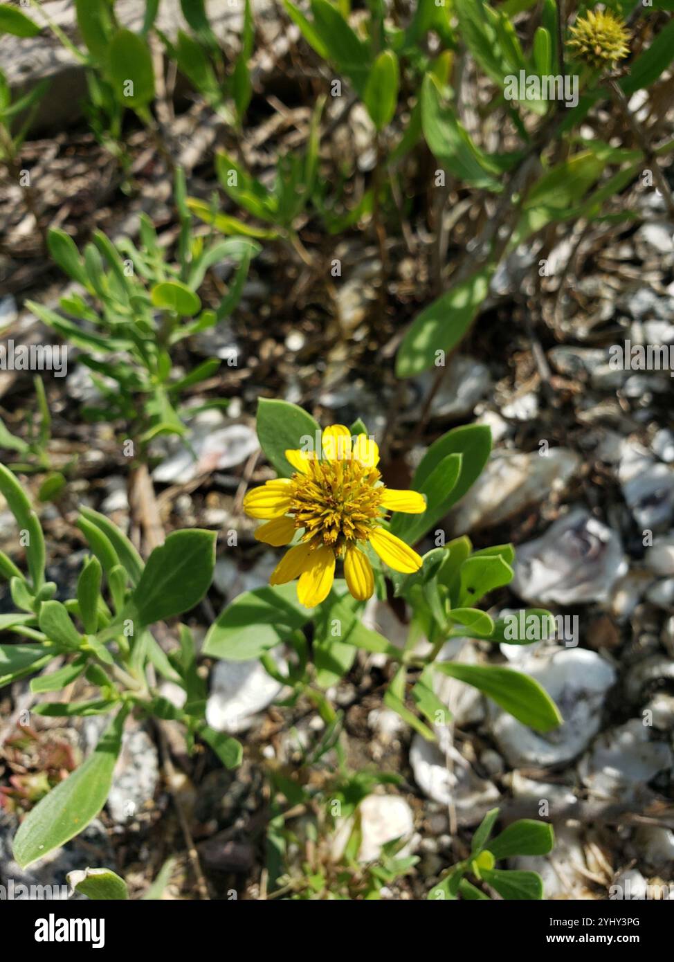 sea ox-eye (Borrichia frutescens Stock Photo - Alamy