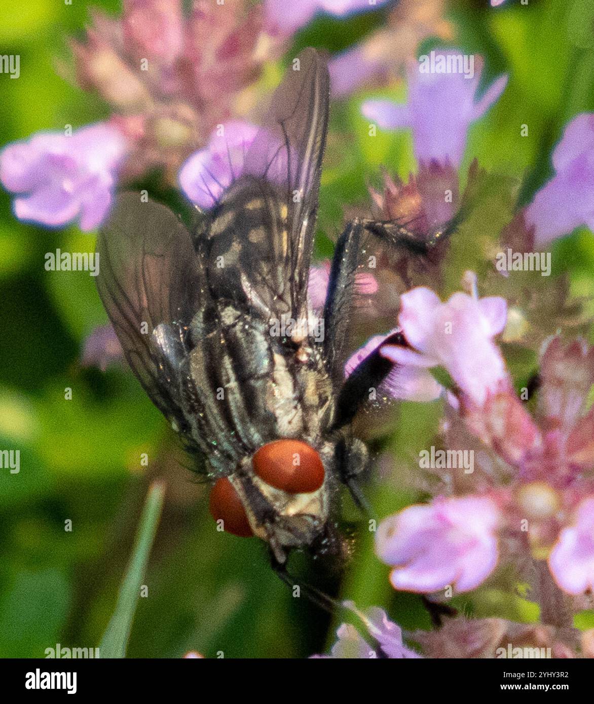 Common Flesh Flies (Sarcophaga Stock Photo - Alamy