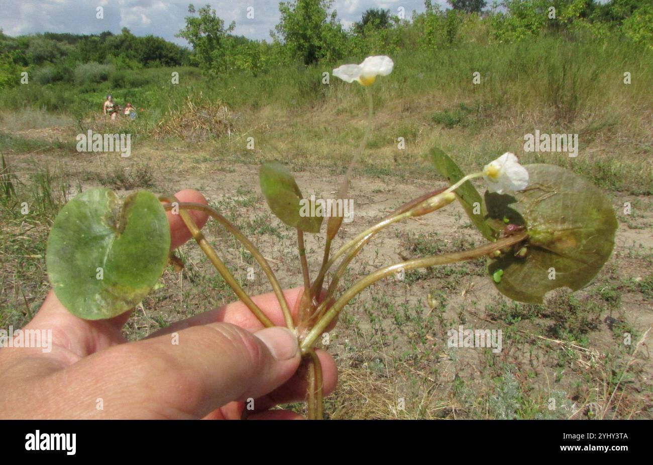 European Frog-bit (Hydrocharis morsus-ranae Stock Photo - Alamy