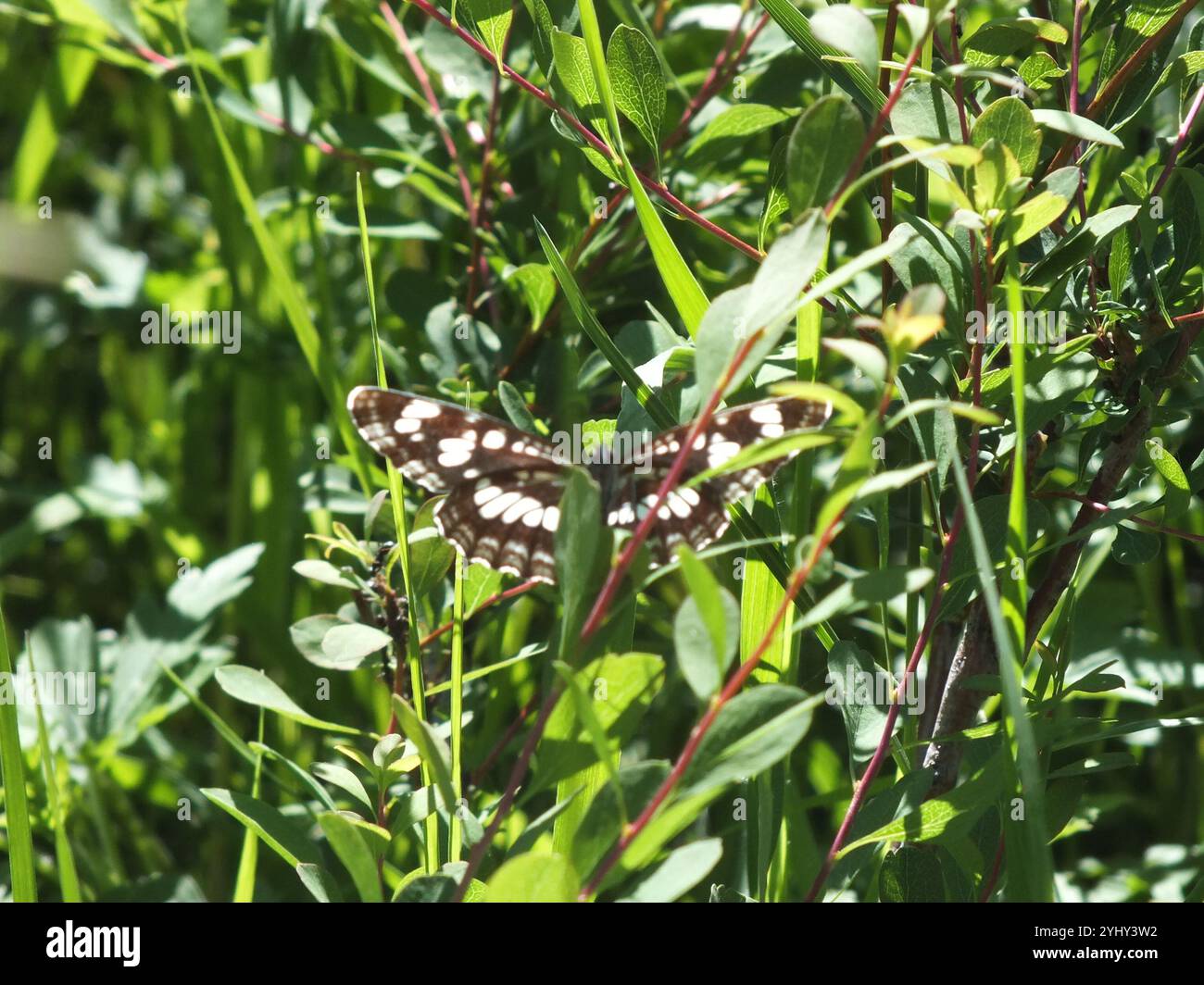 Hungarian Glider (Neptis rivularis Stock Photo - Alamy