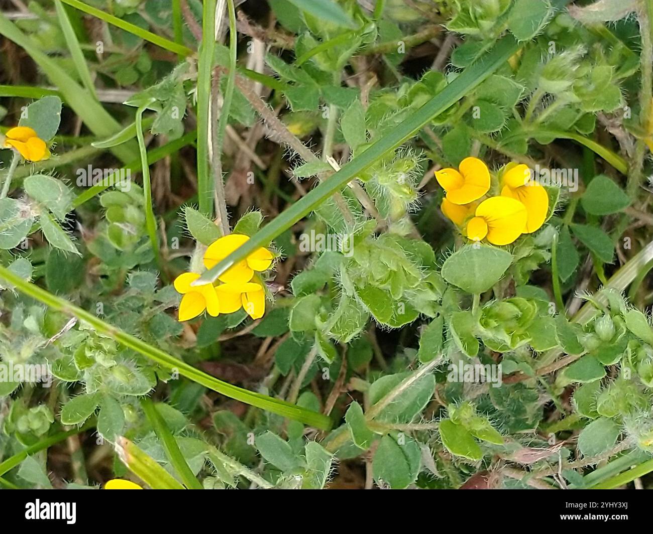 Hairy Bird's-foot-trefoil (Lotus subbiflorus Stock Photo - Alamy