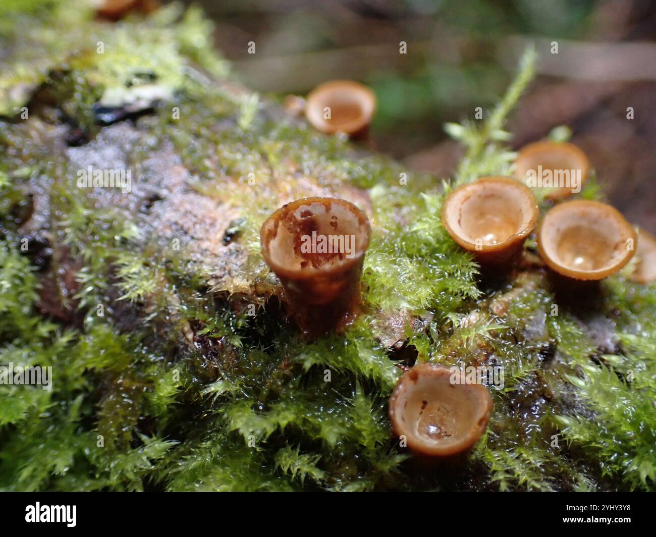 bird's nest fungi (Nidulariaceae Stock Photo - Alamy