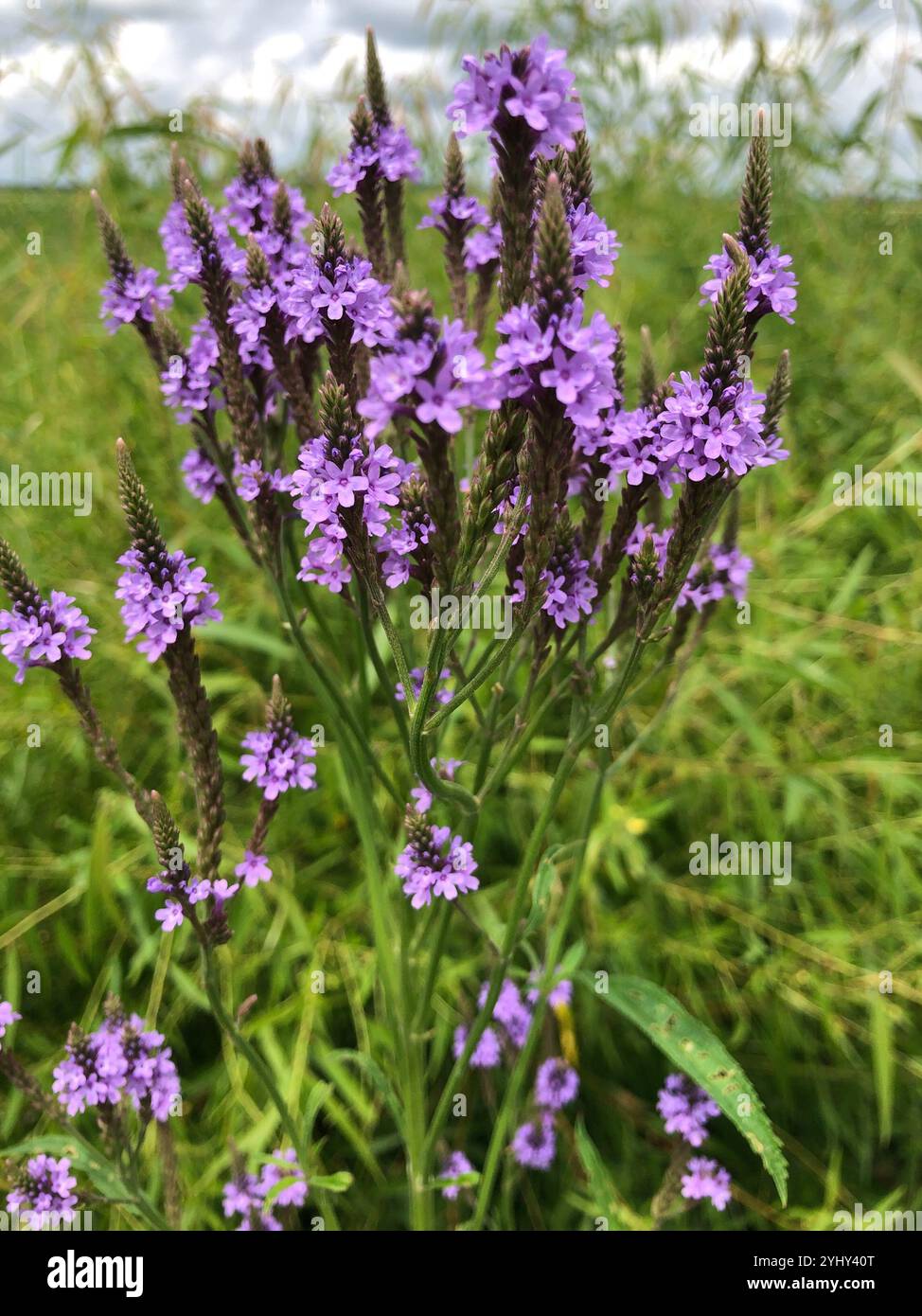 blue vervain (Verbena hastata Stock Photo - Alamy
