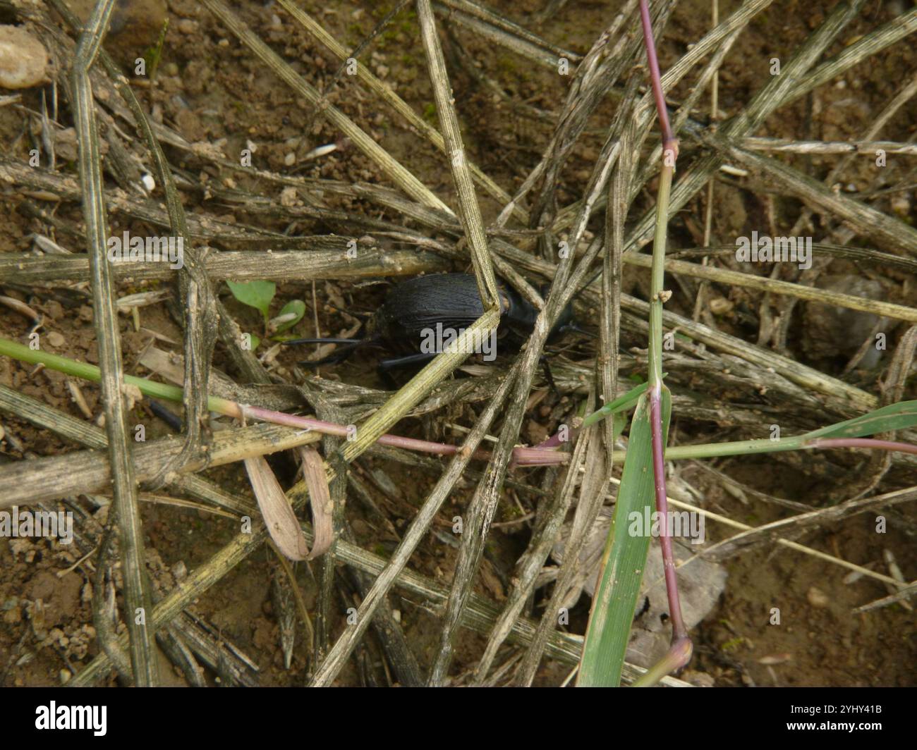 European Field Cricket (Gryllus campestris Stock Photo - Alamy