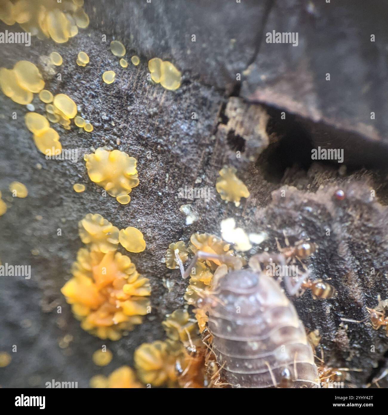 Orbilia hi-res stock photography and images - Alamy