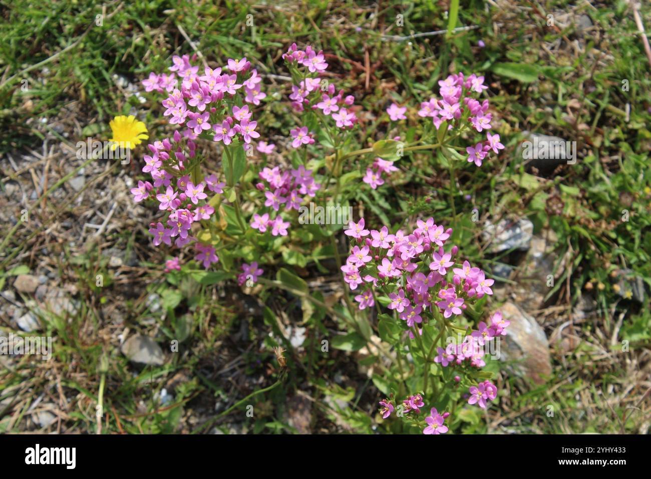 Common centaury (Centaurium erythraea Stock Photo - Alamy