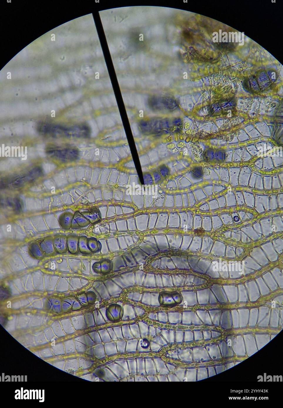 Cow-horn Bog-moss (Sphagnum denticulatum Stock Photo - Alamy