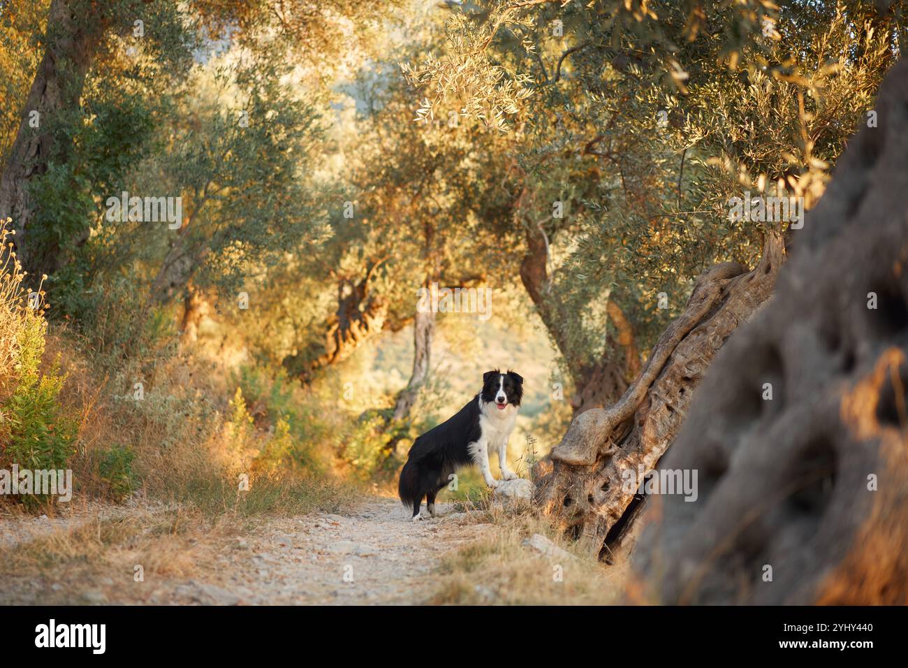 Taking in sights sounds hi-res stock photography and images - Alamy