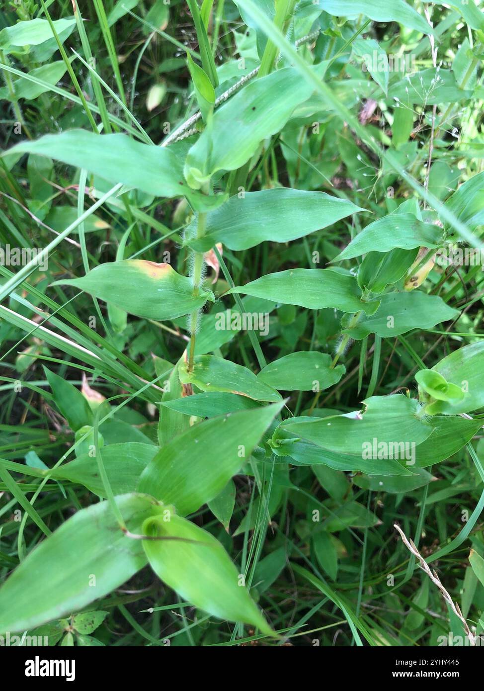 Carpetgrass hi-res stock photography and images - Alamy