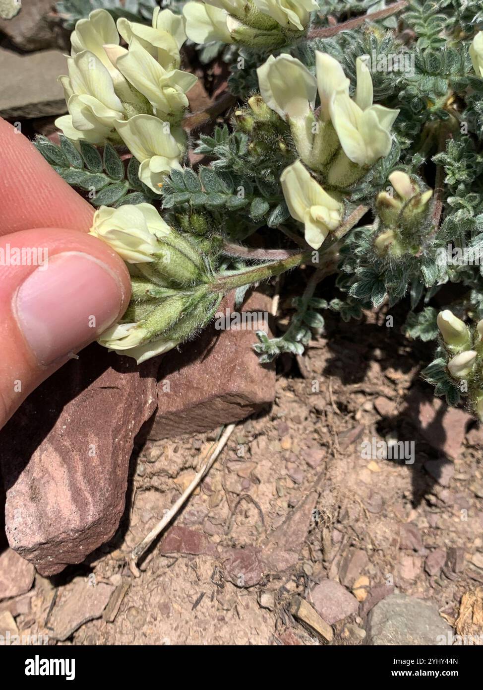 field locoweed (Oxytropis campestris Stock Photo - Alamy
