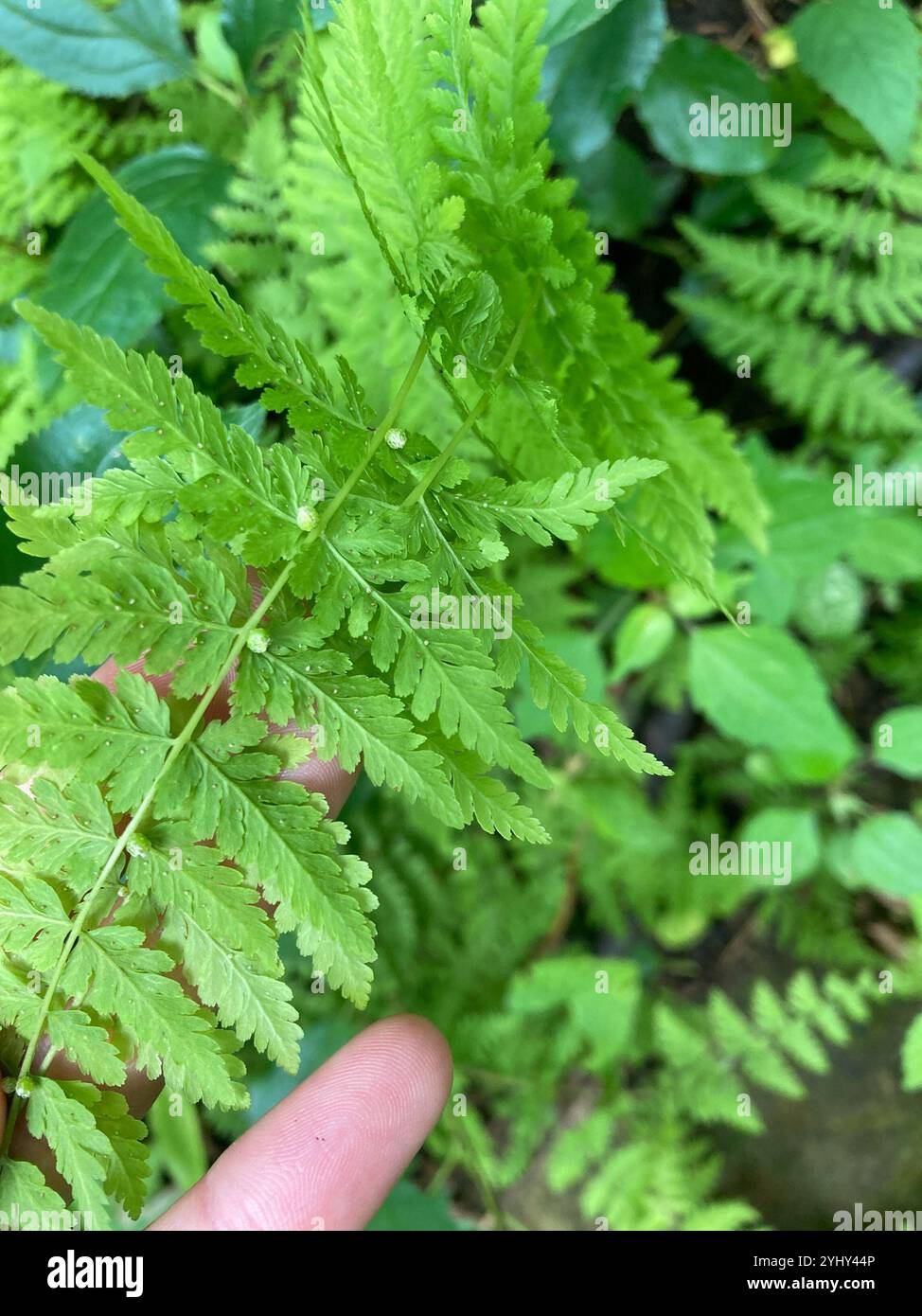 Cystopteris bulbifera hi-res stock photography and images - Alamy