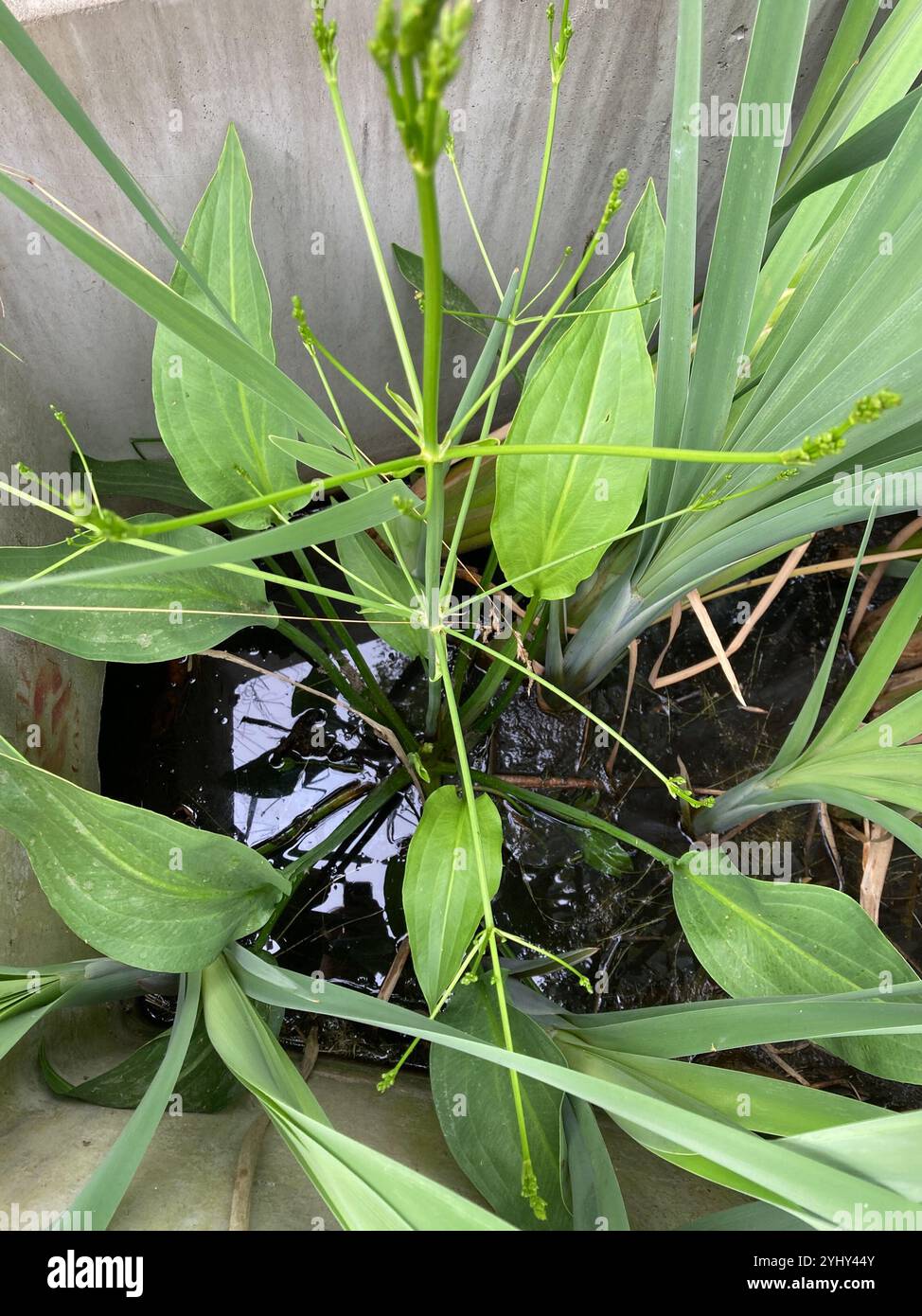 northern water-plantain (Alisma triviale Stock Photo - Alamy