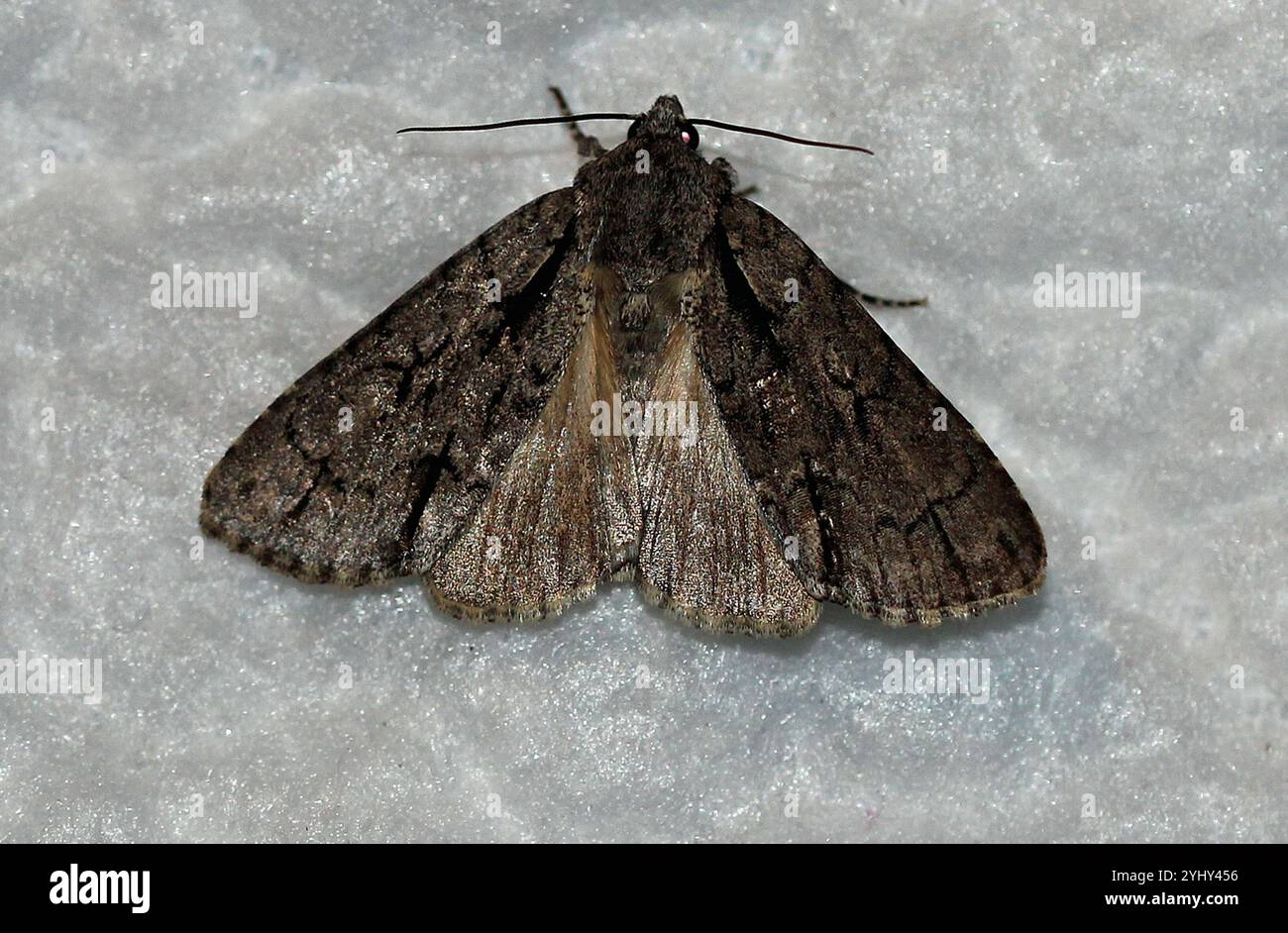Cherry and Unmarked Daggers and Allies (Acronicta hasta Stock Photo - Alamy