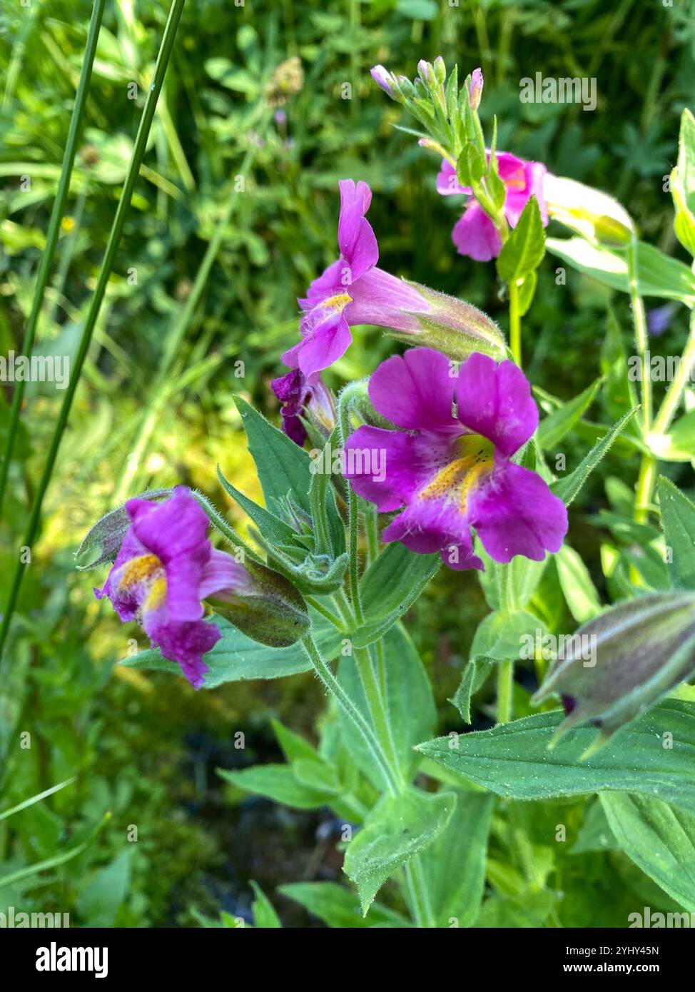 Lewis' monkeyflower (Erythranthe lewisii Stock Photo - Alamy